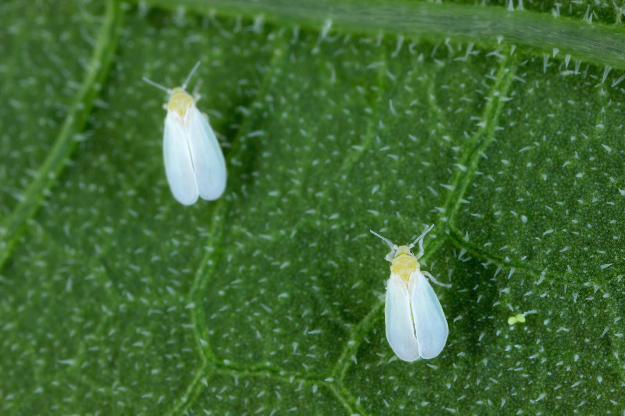 Controlling Whiteflies | PowerBugs Pty Ltd